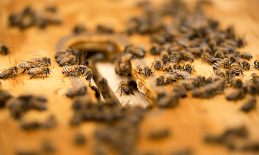 Installing Nucleus Colonies: A Gentle Start for a Strong Beekeeping Se ...